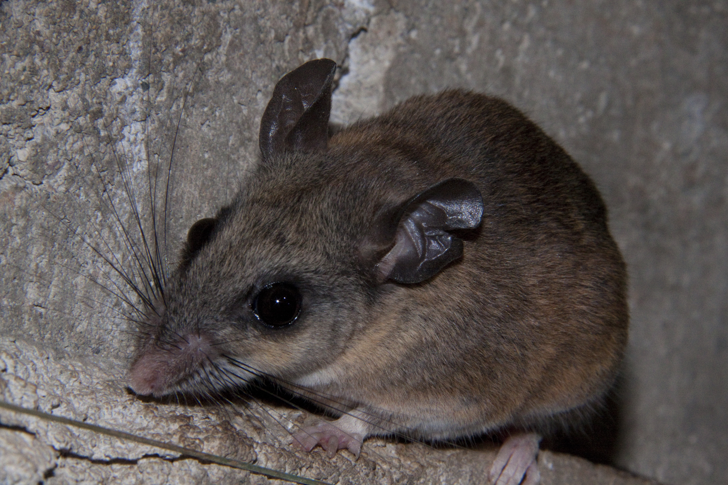 Peromyscus perfulvus Osgood, 1945