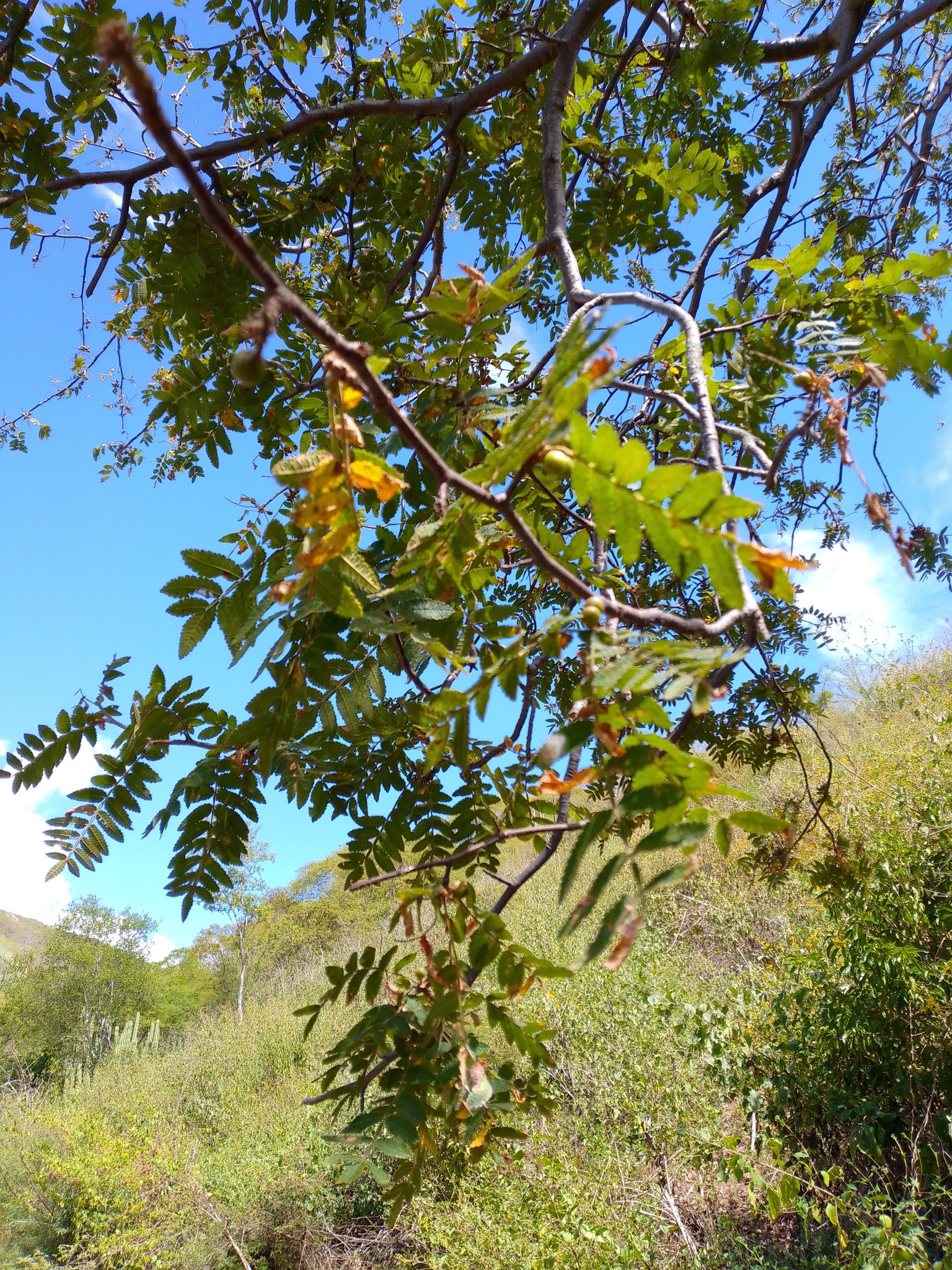 Bursera palmeri S.Watson