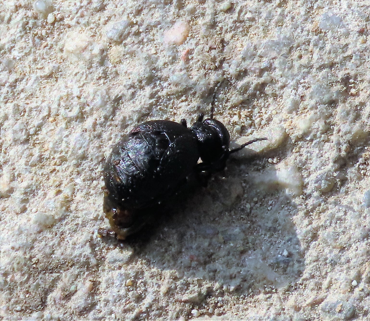 Meloe rugosus Marsham, 1802