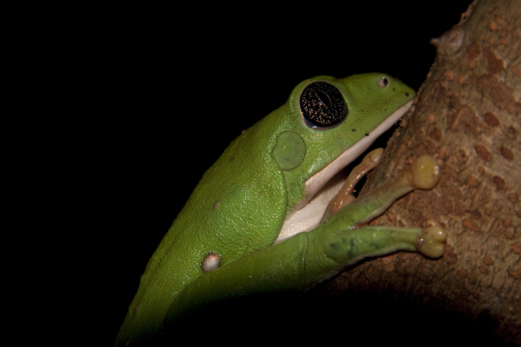 Mexican Giant Tree Frog from Zihuatanejo, Guerrero on November 16, 2011 ...