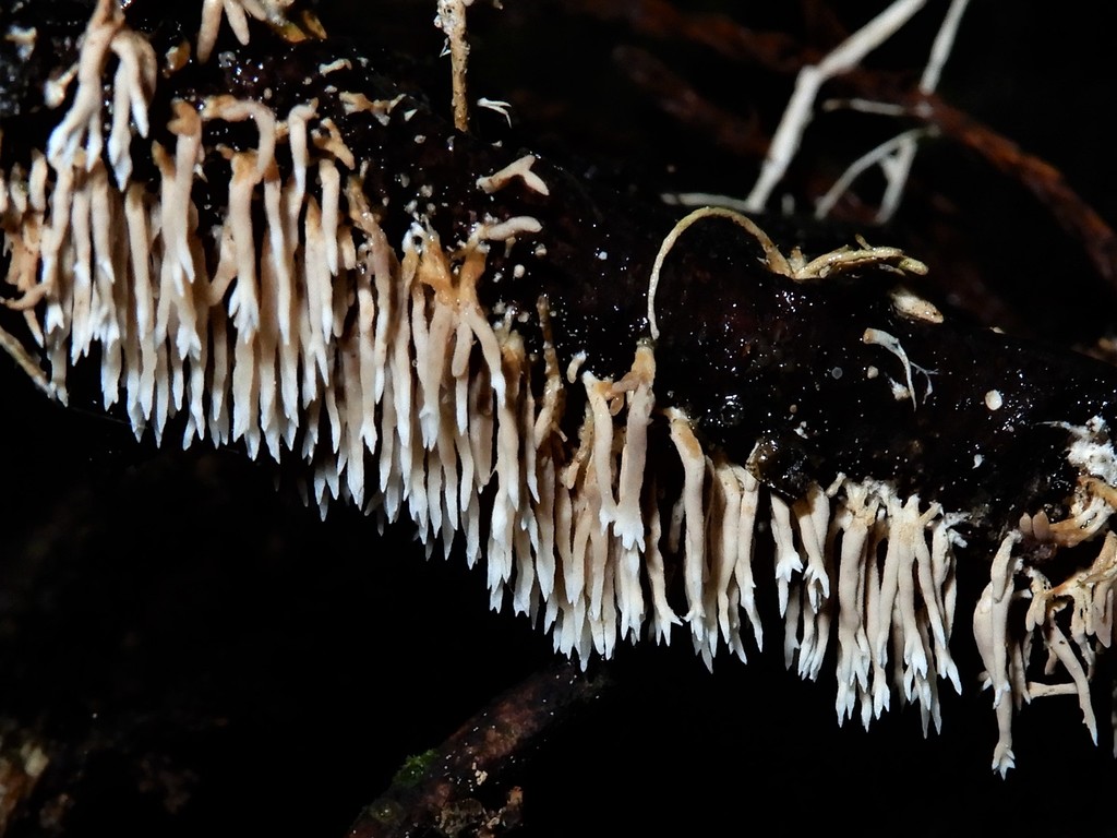 Lentaria from Totara Reserve, Pohangina Valley, New Zealand on August ...