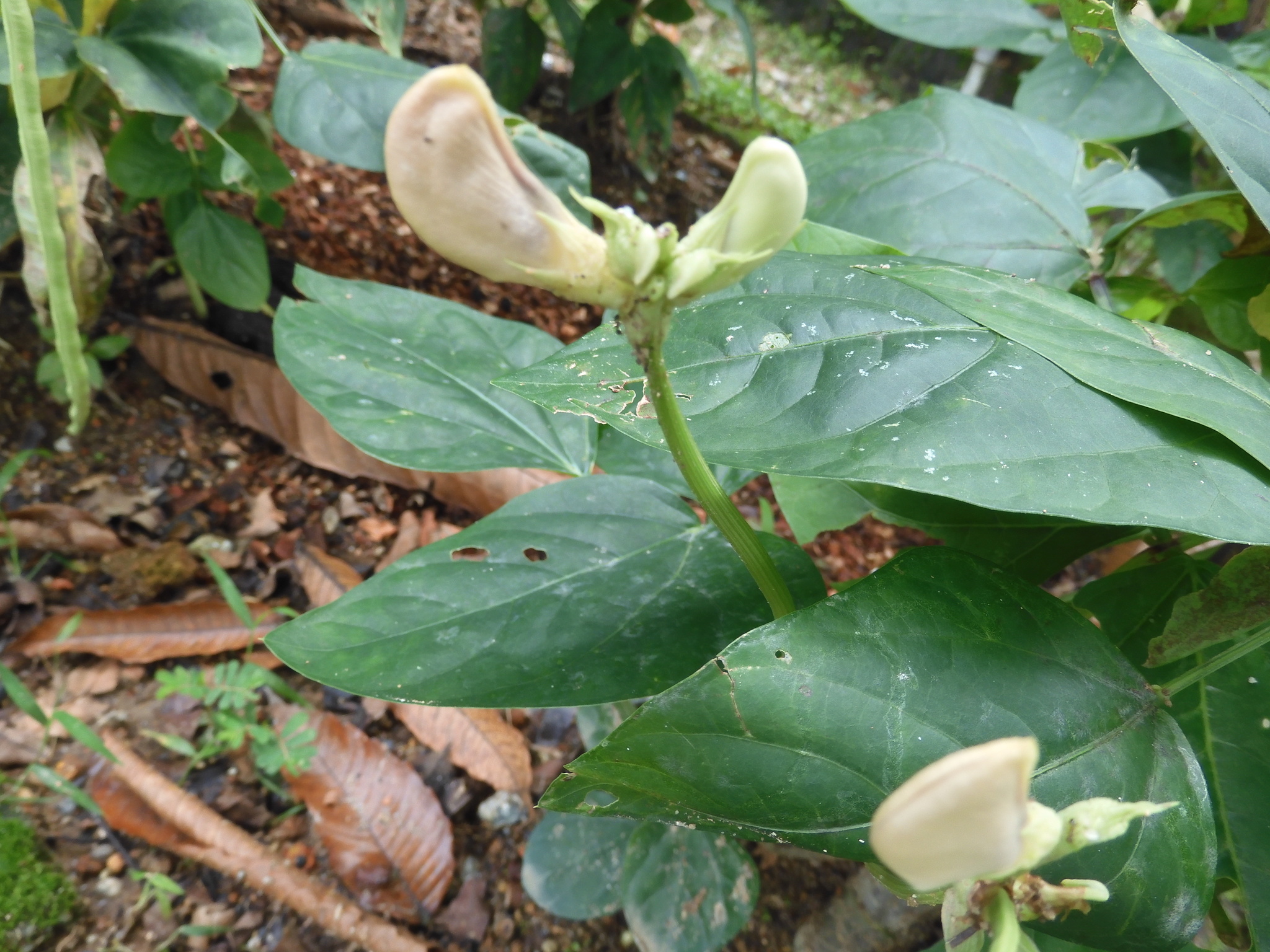 Vigna unguiculata (L.) Walp.