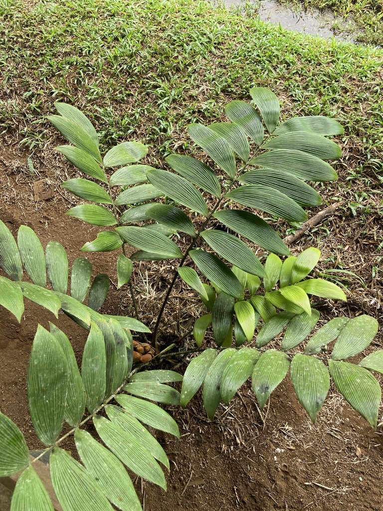 Zamia neurophyllidia in October 2022 by zkatzen · iNaturalist