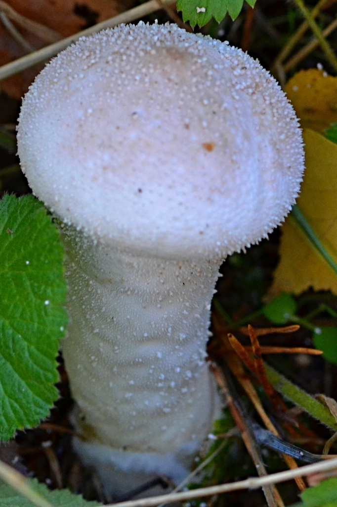 Pestle Puffball from 294 23 Čistá, Česko on October 4, 2022 at 03:54 PM ...