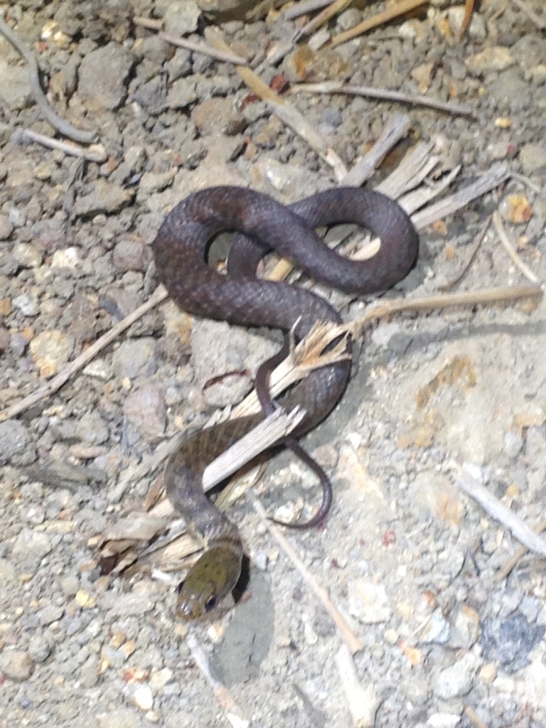 Freshwater Snake from Archer River QLD 4892, Australia on October 21 ...