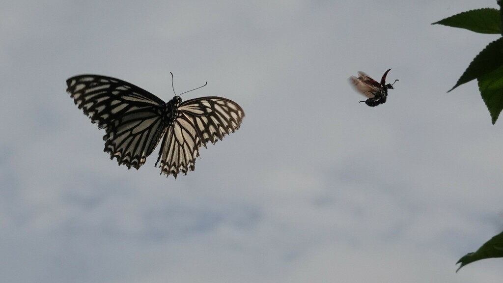 Common Mime Swallowtail from Mumbai, Maharashtra, India on September 23 ...