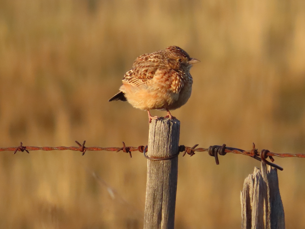 Eastern Clapper Lark from Aliwal North, Joe Gqabi District Municipality ...