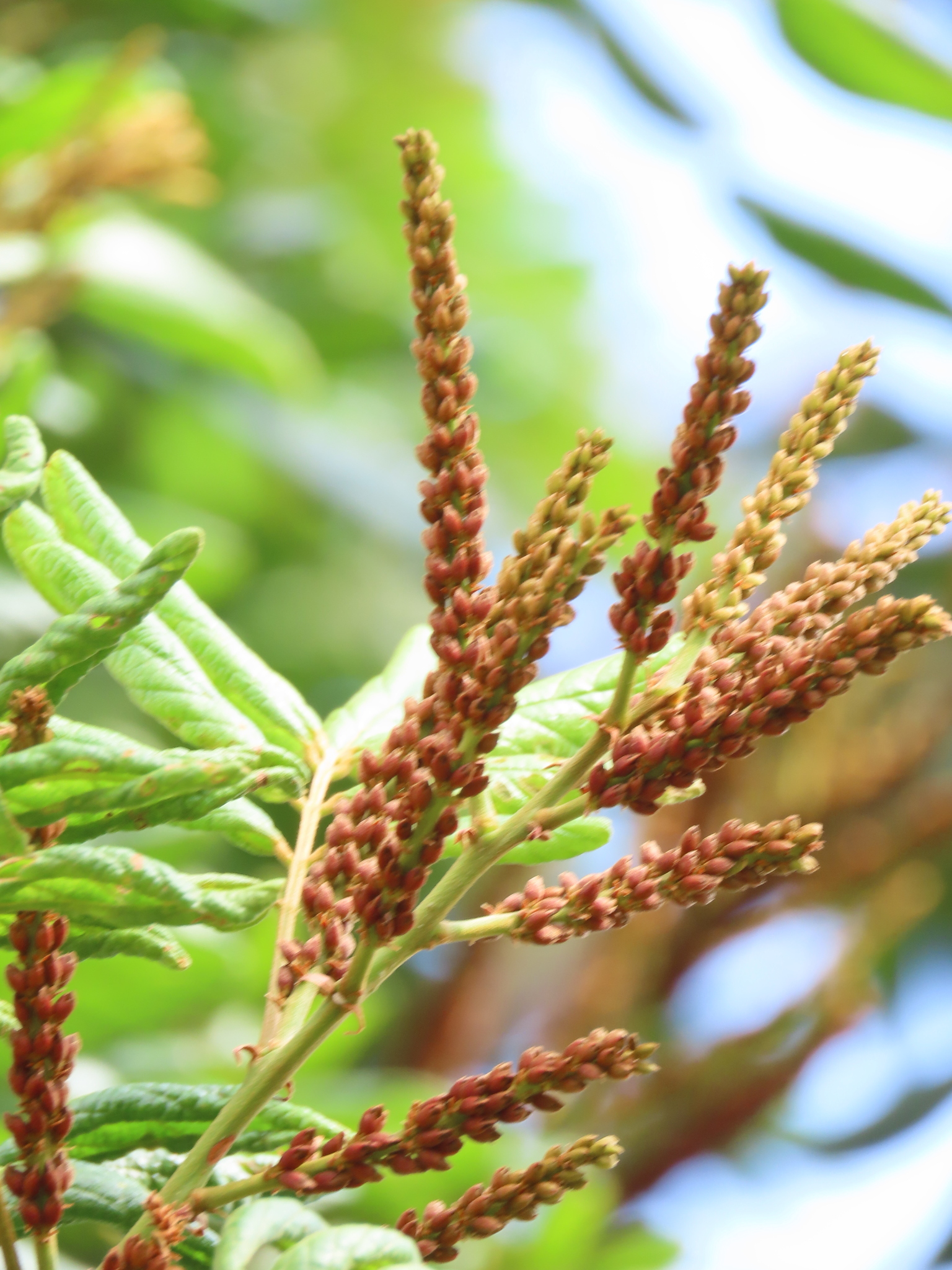 Lonchocarpus rugosus Benth.