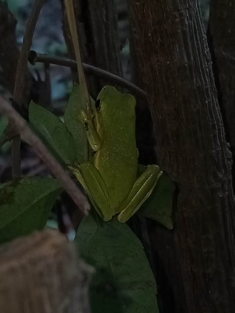 Green Treefrog from 1030 Weiss Ave, Fayetteville, NC 28305, USA on ...