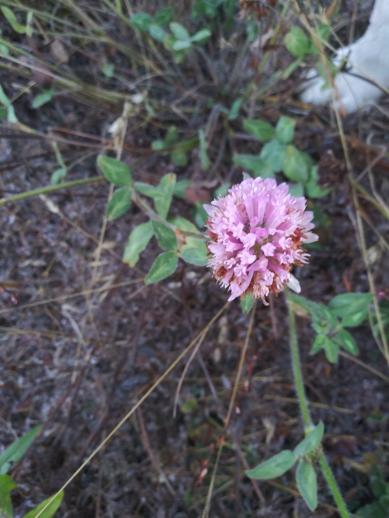 Red Clover from Nevada City, CA 95959, USA on October 8, 2022 at 07:39 ...