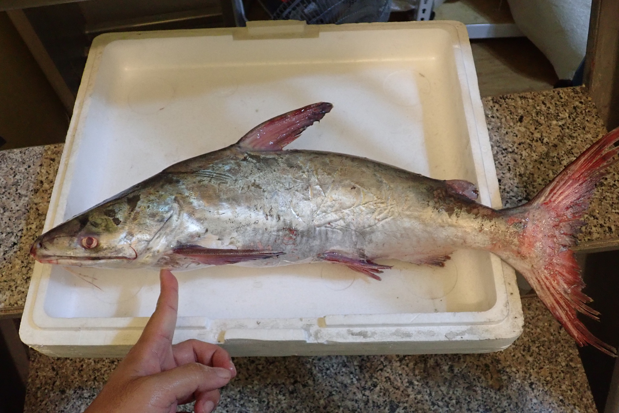 Arius maculatus (Thunberg, 1792)