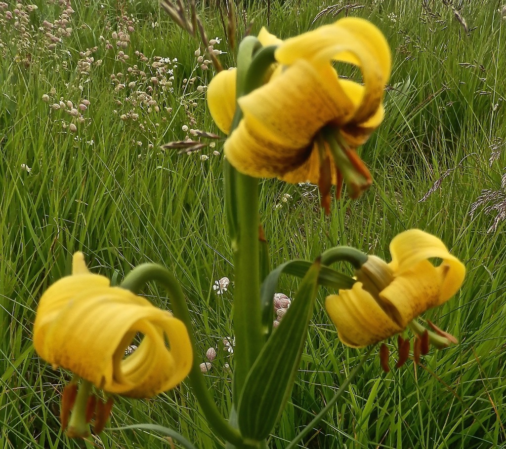 (Liriotypus) - Botanical Realm