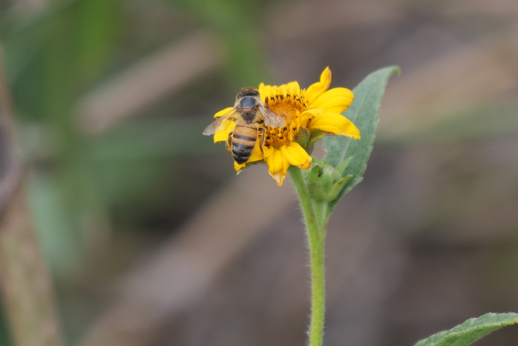 Western Honey Bee from Ciudad de Santa Fe, Provincia de Santa Fe ...