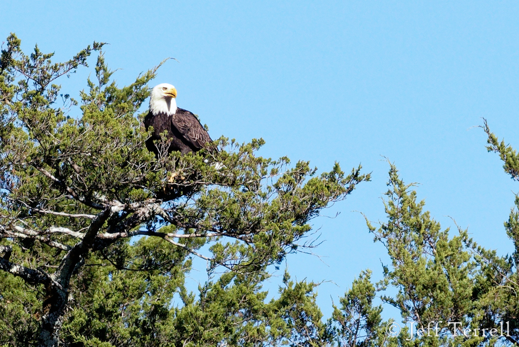Bald Eagle from McCurtain County, OK, USA on September 26, 2022 at 05: ...
