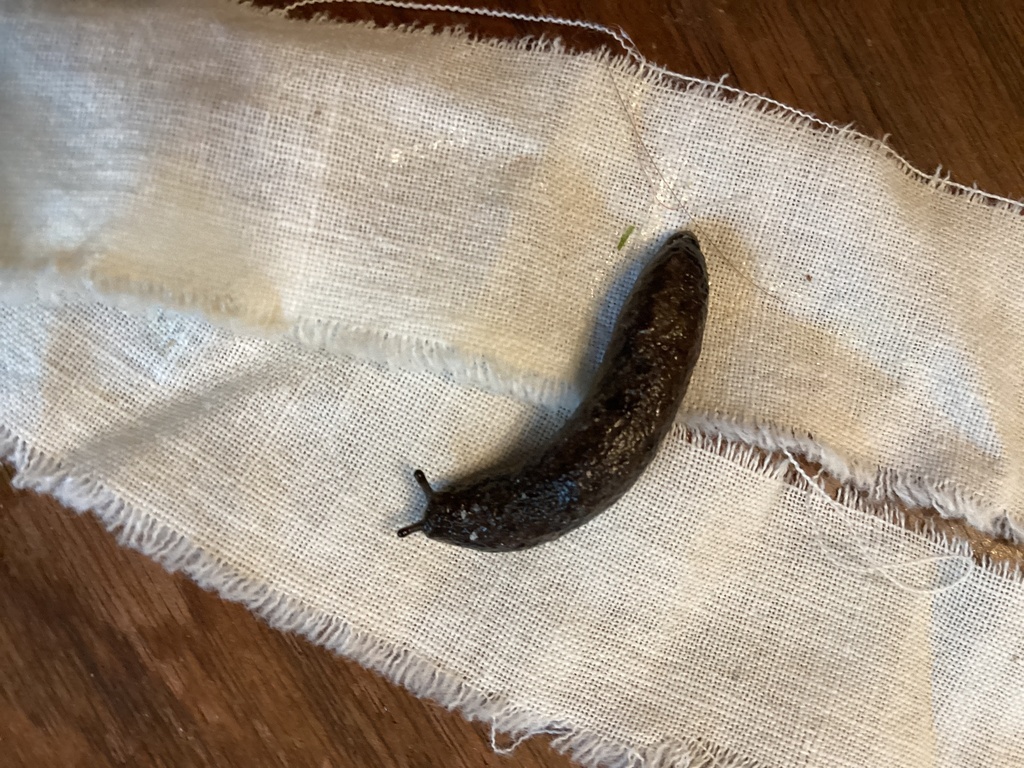 Helicinan Snails and Slugs from Boswell Rd, New Florence, PA, US on ...