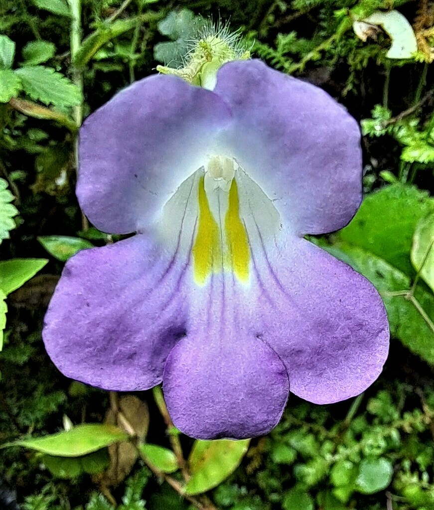 Henckelia pumila from Punakha, Bhutan on October 5, 2022 at 02:45 PM by ...