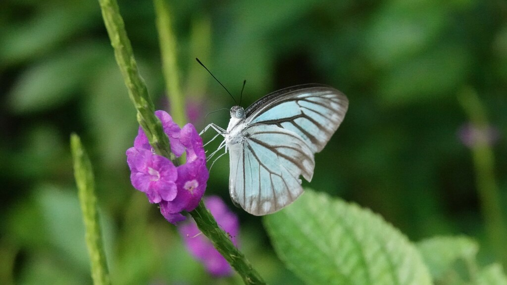 Indian Wanderer from Goregaon, Mumbai, Maharashtra, India on September ...