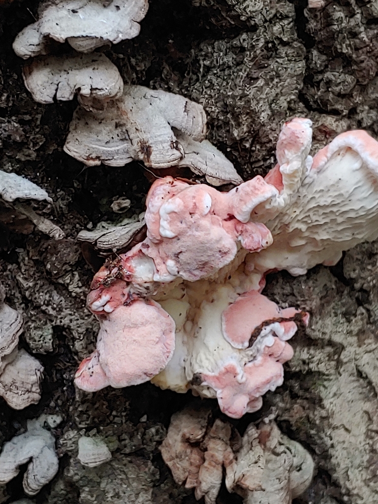Coral-pink Merulius from Boonsboro, MD 21713, USA on October 8, 2022 at ...