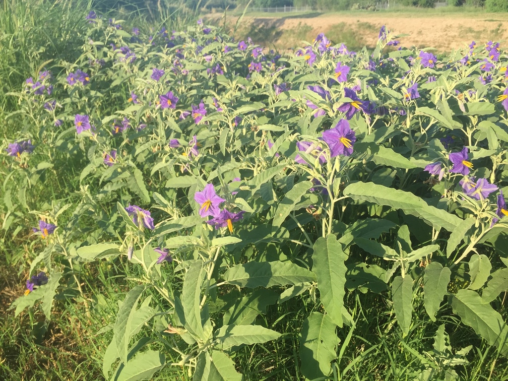 silverleaf nightshade from McAllen Nature Center on September 08, 2015 ...