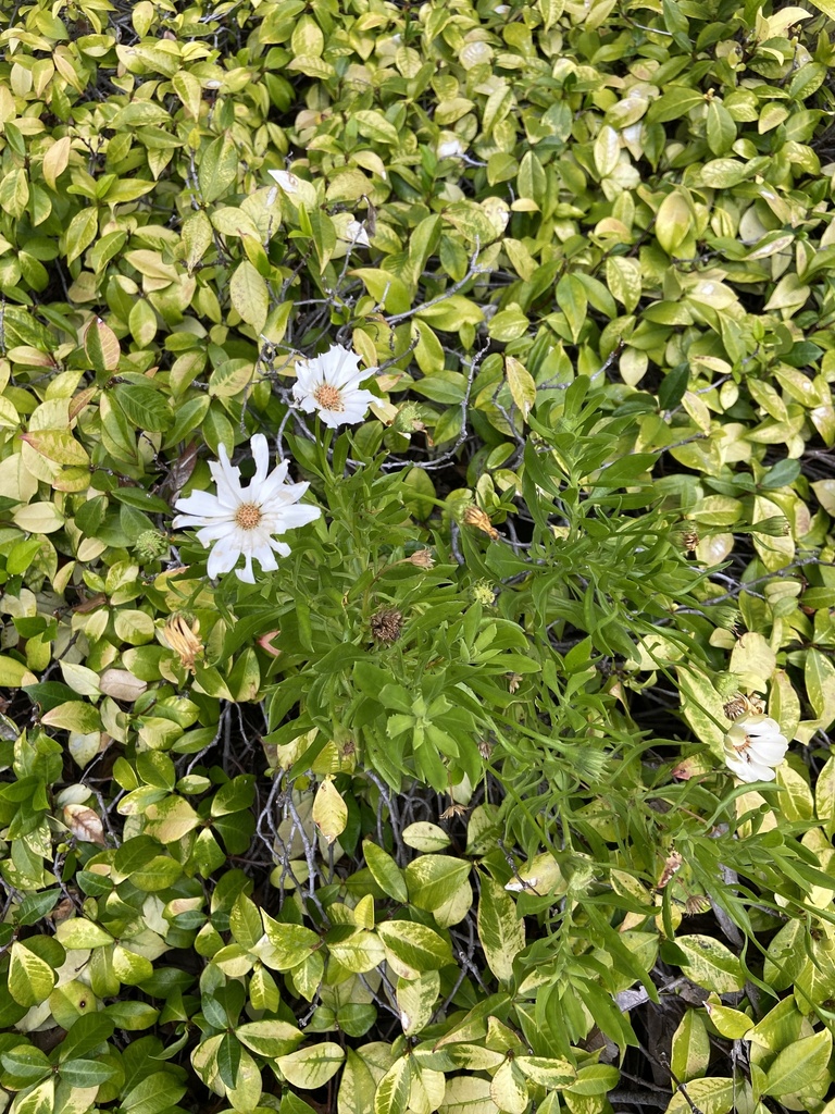 plants from University of California - Santa Barbara, Goleta, CA, US on ...