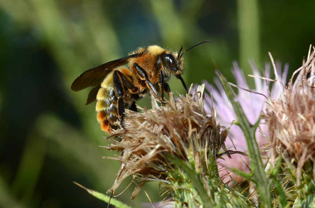 American Bumble Bee from Black Hawk Mitigation, Black Hawk County, IA ...