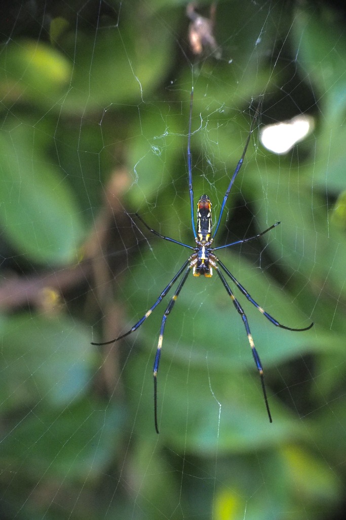 Joro Spider from Tsu, Kamakura, Kanagawa 248-0032, Japan on September ...