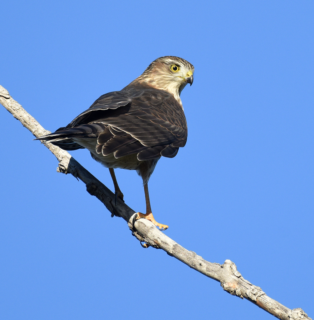Sharp-shinned Hawk from Oliver Reservoir, Bushnell, NE, USA on ...