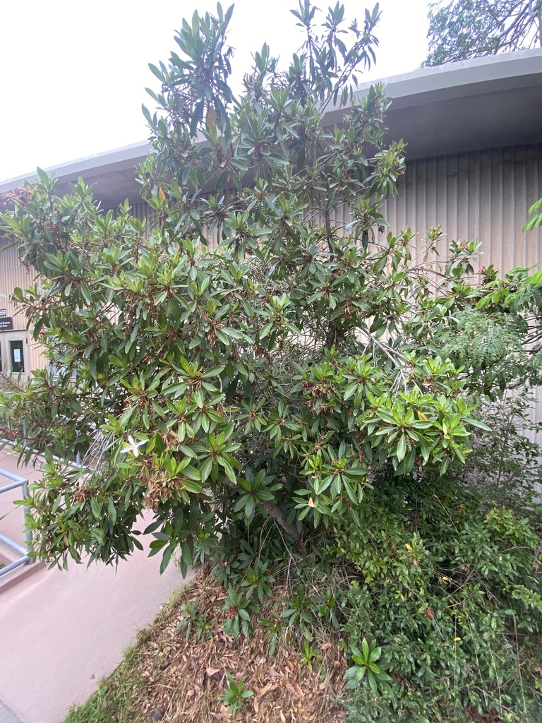 Hauya elegans in October 2022 by chambers_m · iNaturalist