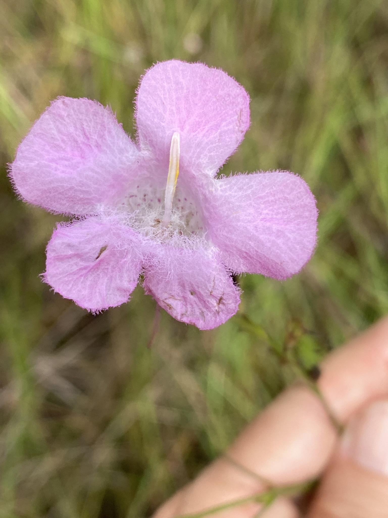 Agalinis linifolia (Nutt.) Britton