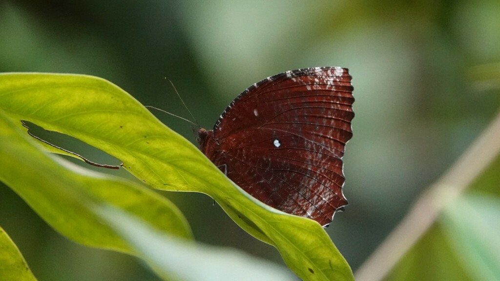Common Palmfly from Dharavi, Mumbai, Maharashtra, India on September 29 ...