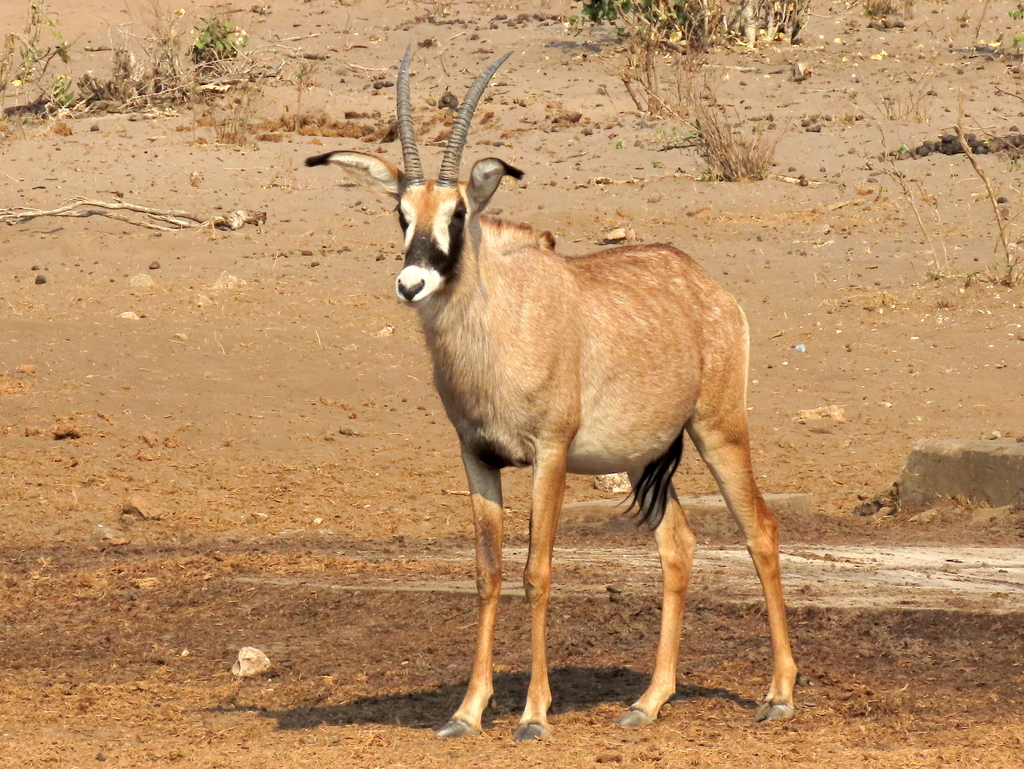 Southern Roan Antelope from Mahango Game Park, Namibia on September 16 ...