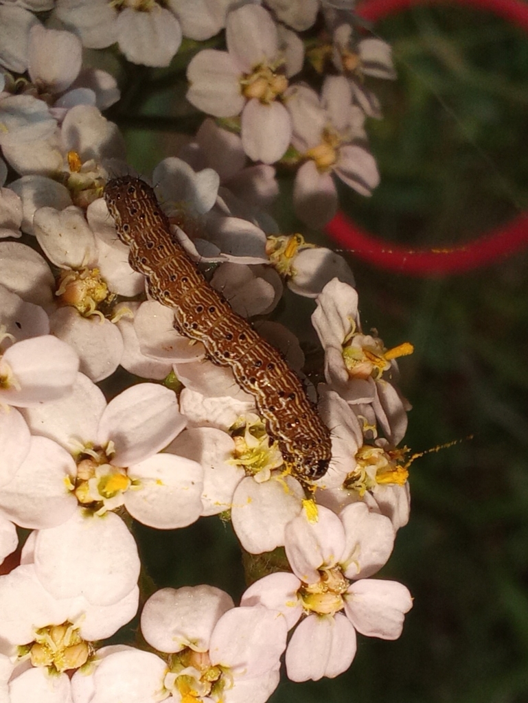 Cotton Bollworm Moth from Deux-Sèvres, Poitou-Charentes, FR on October ...