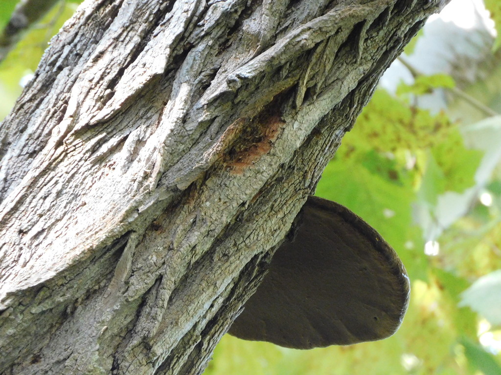 Cracked Cap Polypore from Washington County, MD, USA on October 07 ...