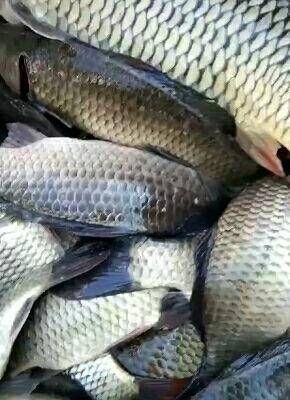 Black Carp from Bible Hill, NS B6L加拿大 on October 8, 2022 at 02:46 PM by ...