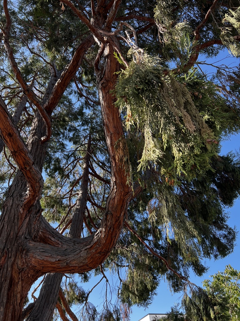 California incense-cedar in October 2022 by Terry · iNaturalist
