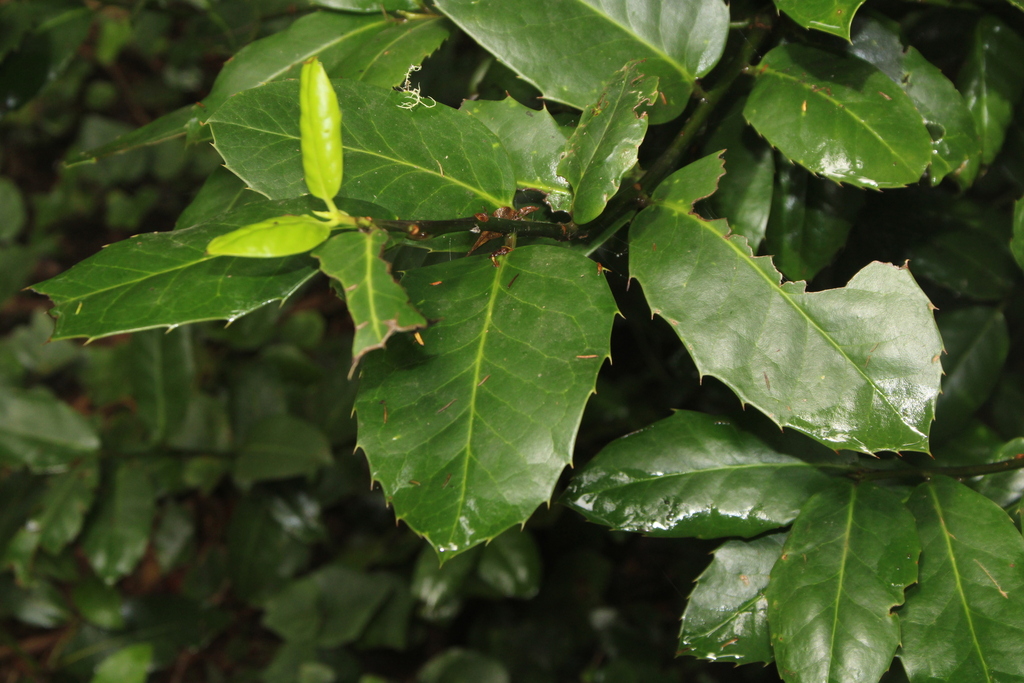 Ilex perado platyphylla (Tenerife Plants Aquifoliales, Dipsacales ...