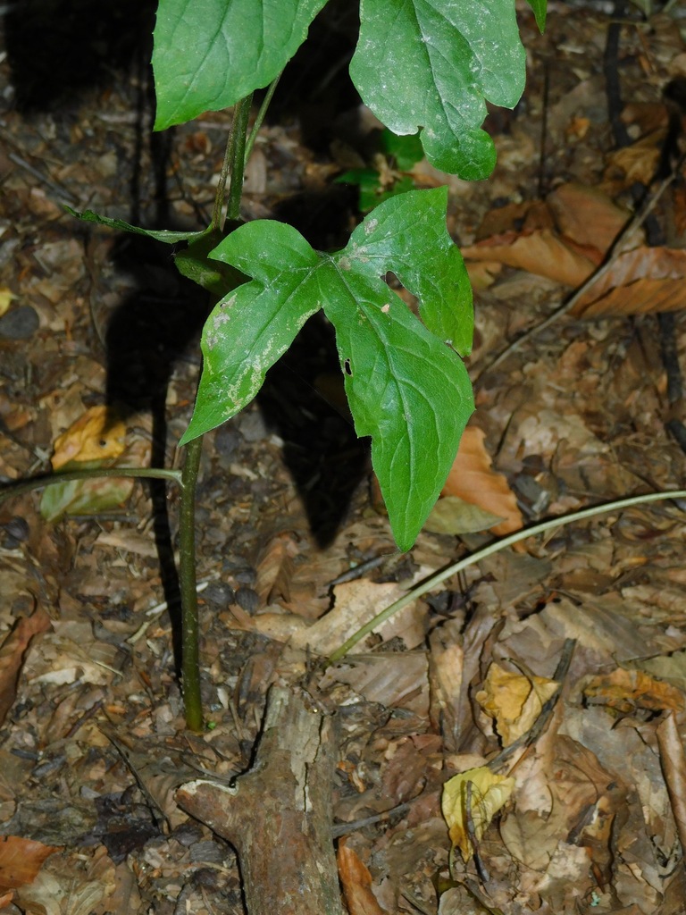 tall rattlesnake root (Nabalus altissimus) - Botanical Realm