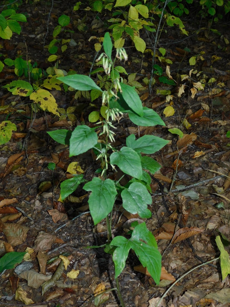 tall rattlesnake root (Nabalus altissimus) - Botanical Realm