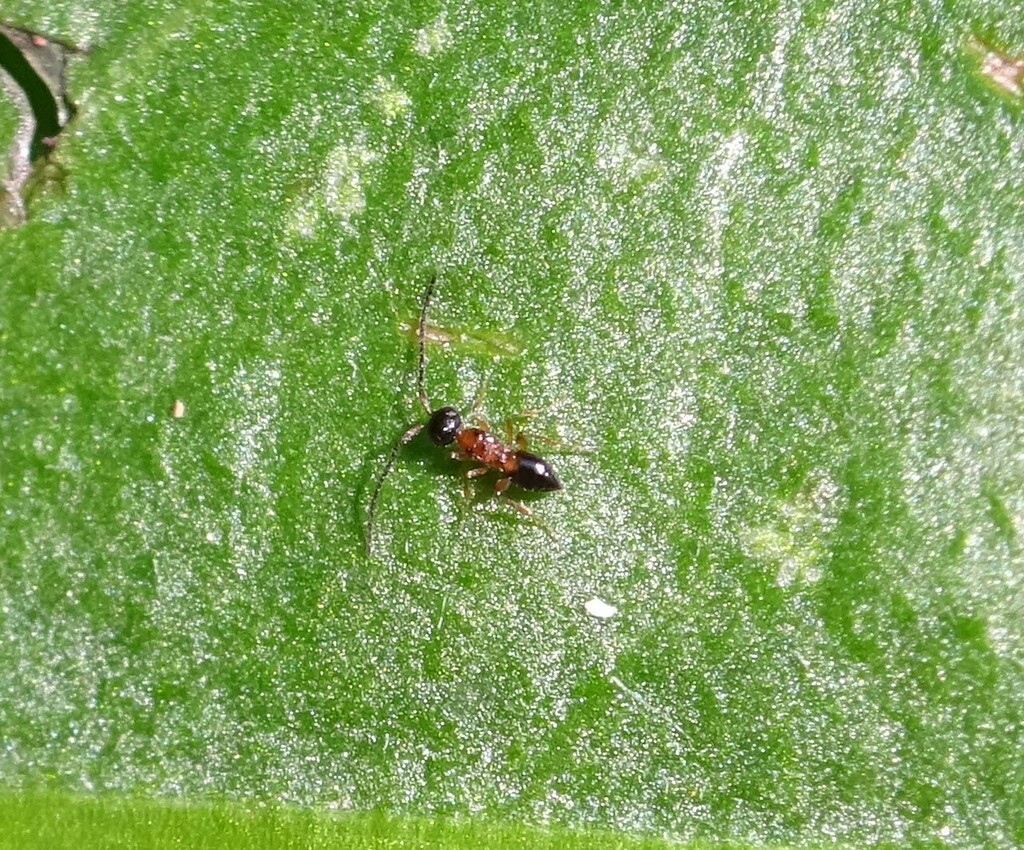 Megaspilidae from La Ferrière, 38580 Le Haut-Bréda, France on August 06 ...