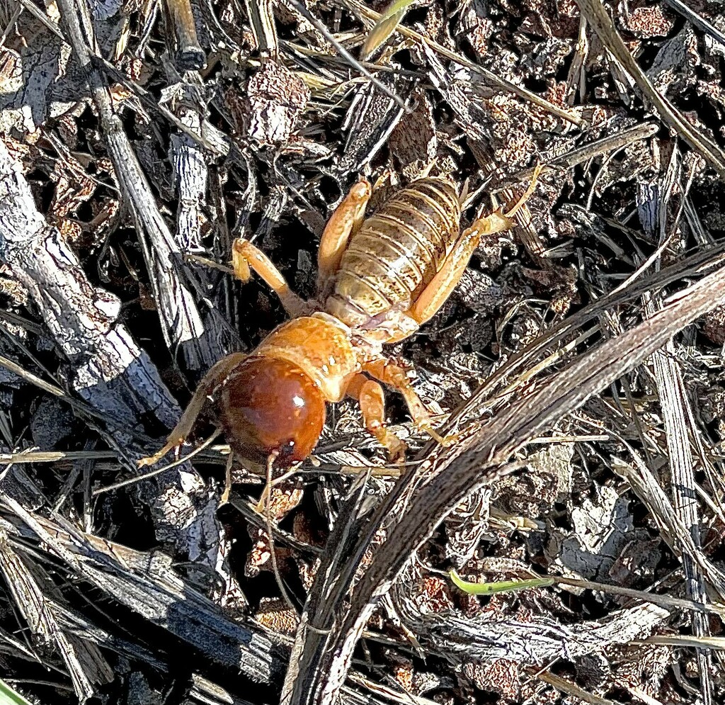 North American Jerusalem Crickets in October 2022 by Kristen A Lewis ...