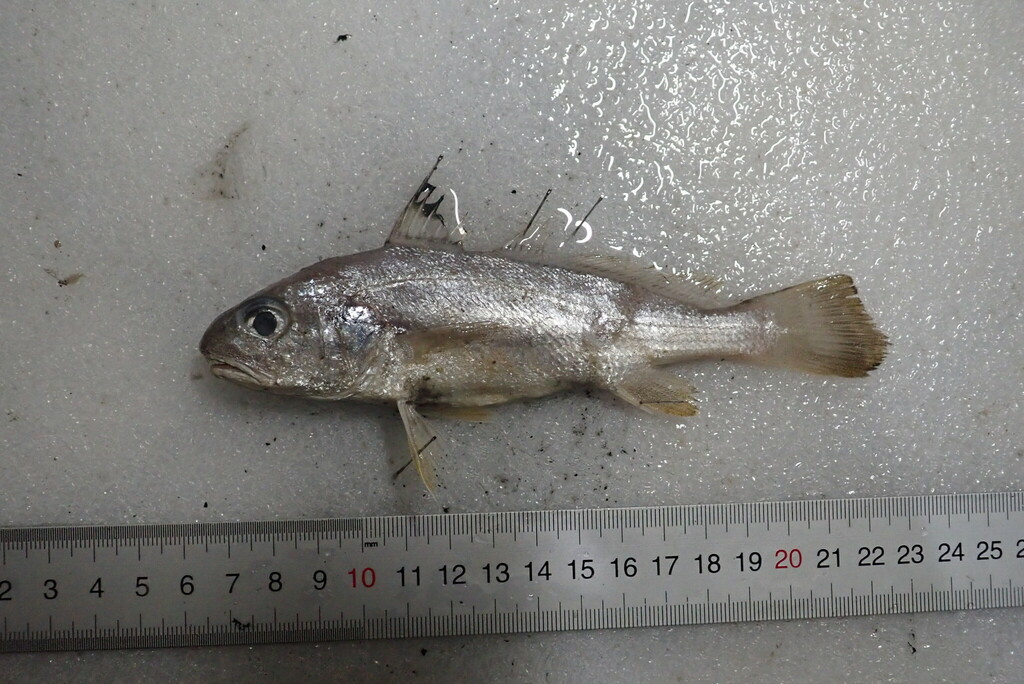 Johnius distinctus from 249台灣新北市八里區商港路商港三路交叉口 on July 1, 2022 by ...