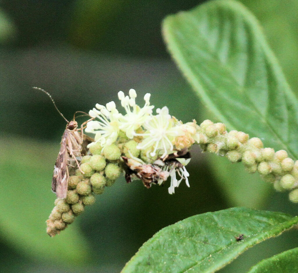 Spot-sided Coreid from Cameron County, TX, USA on October 08, 2022 at ...