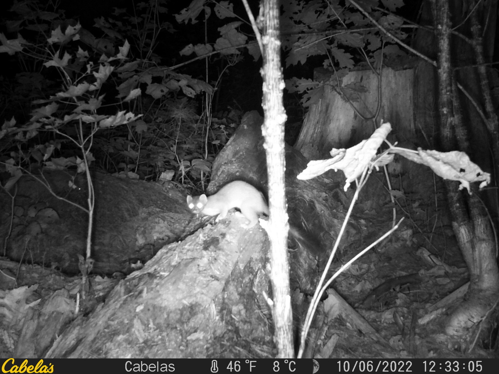 Long-tailed Weasel from Fryeburg Town Forest on October 06, 2022 at 12: ...