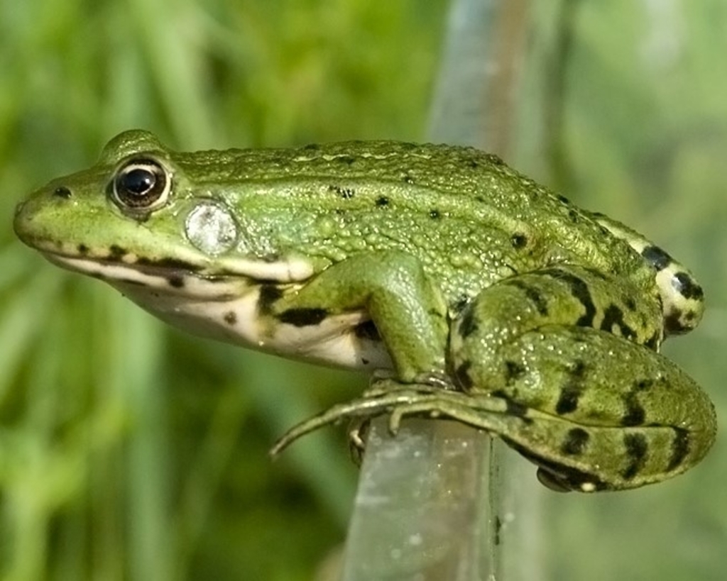 Pool Frog (Amphibians of Serbia - guide) · iNaturalist