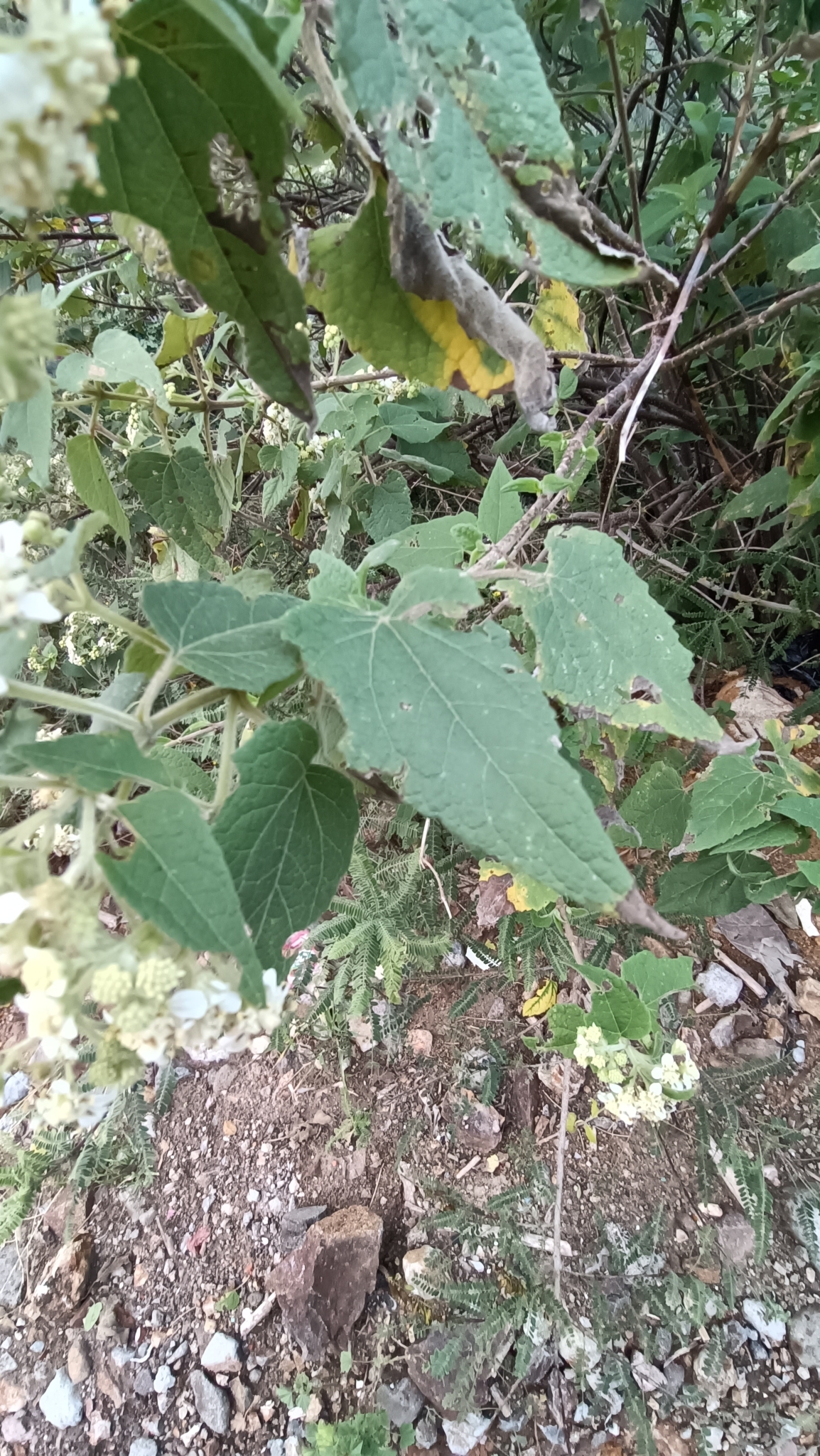 Montanoa tomentosa Cerv.