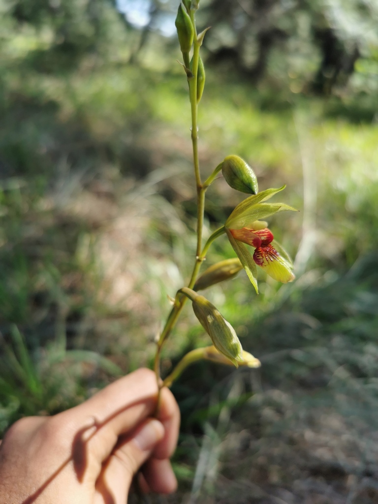 Bletia roezlii from Zapopan, Jal., México on October 8, 2022 at 01:42 ...