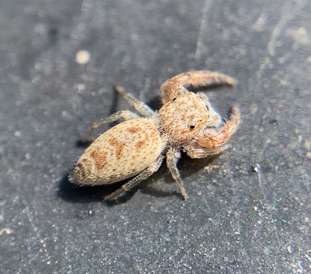Common Hentz Jumping Spider from Pottery Trail, Corinth, TX, US on ...