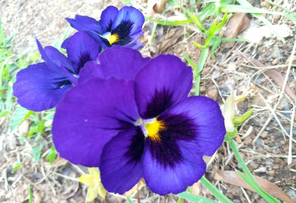 garden pansy from Cosmo City, Roodepoort, 2188, South Africa on August ...