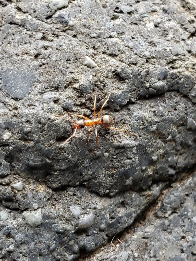 fusca-group Field Ants from Brookings, OR 97415, USA on October 05 ...