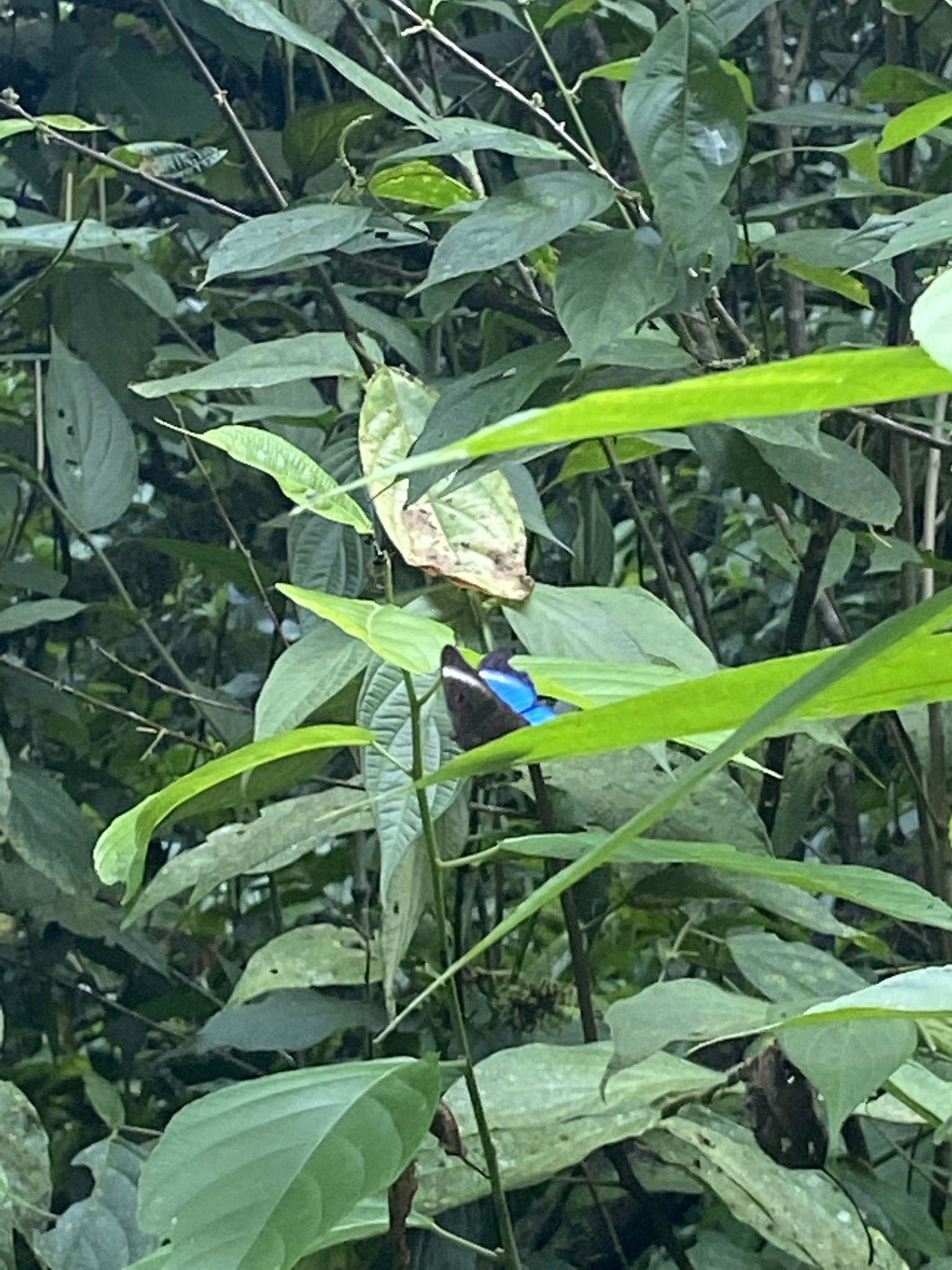 Mesosemia loruhama Hewitson, 1869